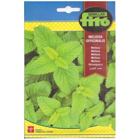 Semilla melissa. Sembrar melissa. Semillas fito