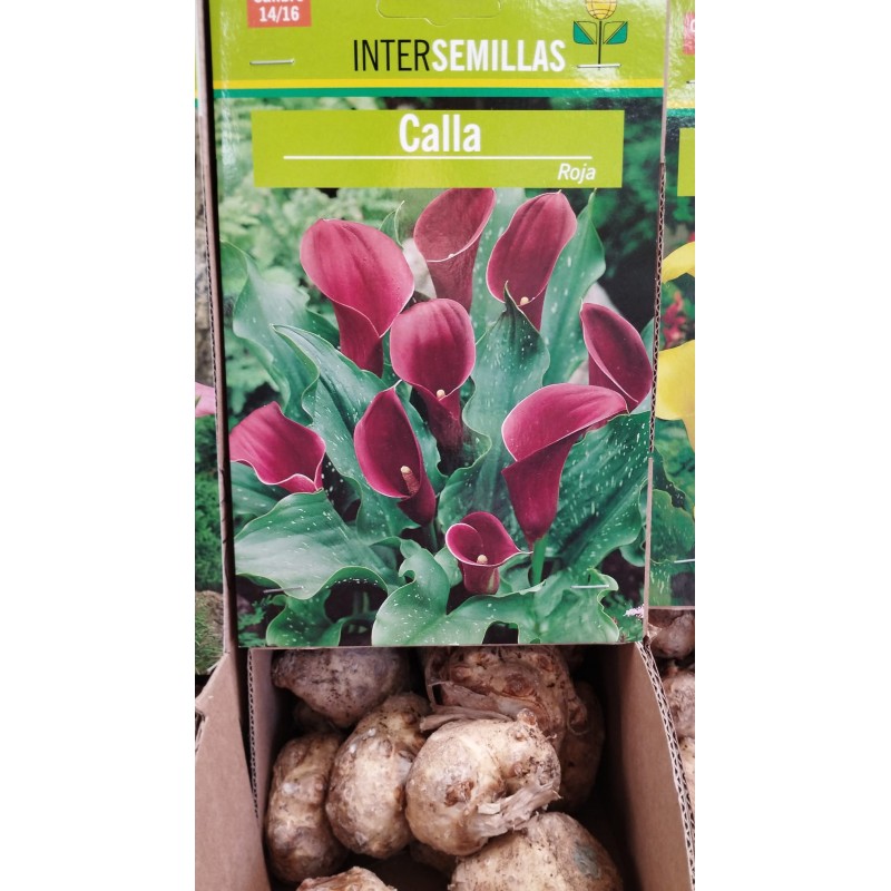 Bulbo Cala Roja, Cala roja para plantar